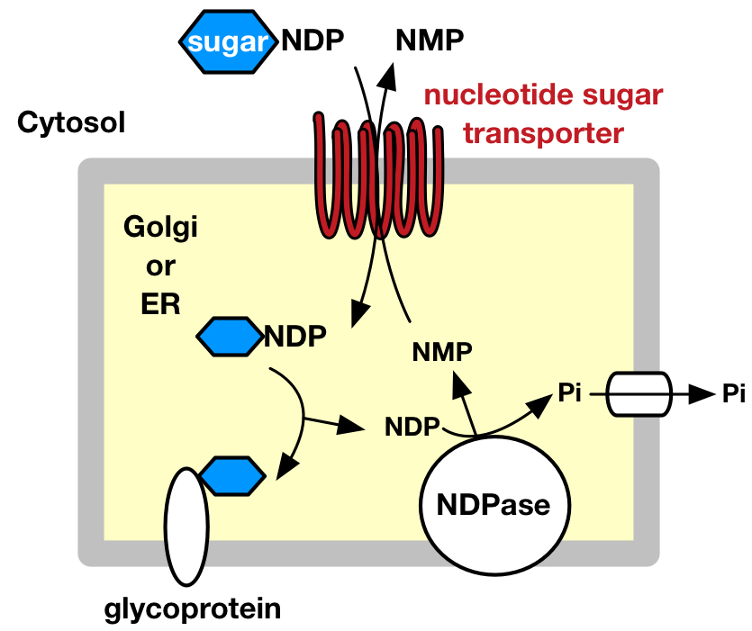 Nucleotide sugar transporters – Newstead Group