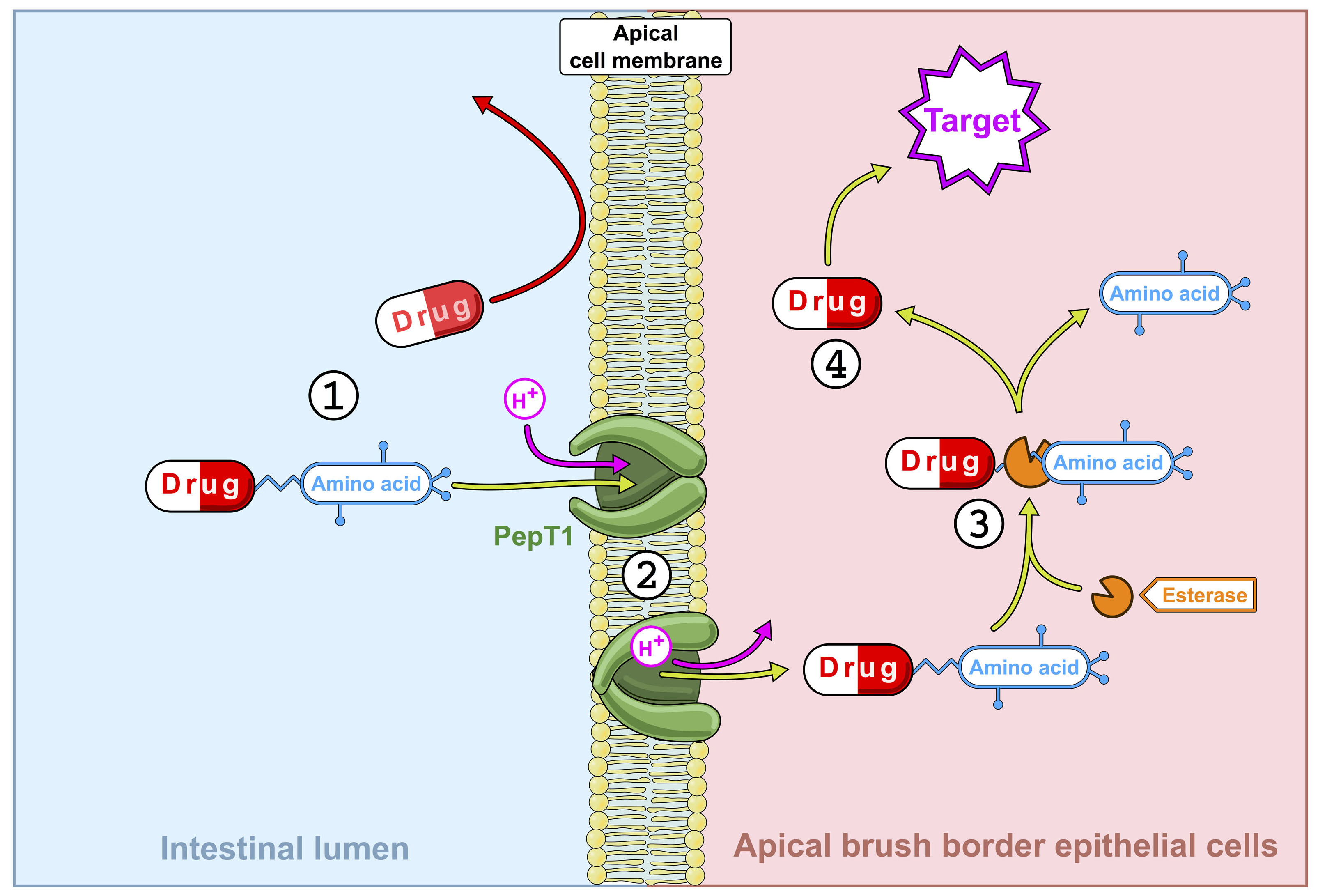 Peptide transporters – Newstead Group